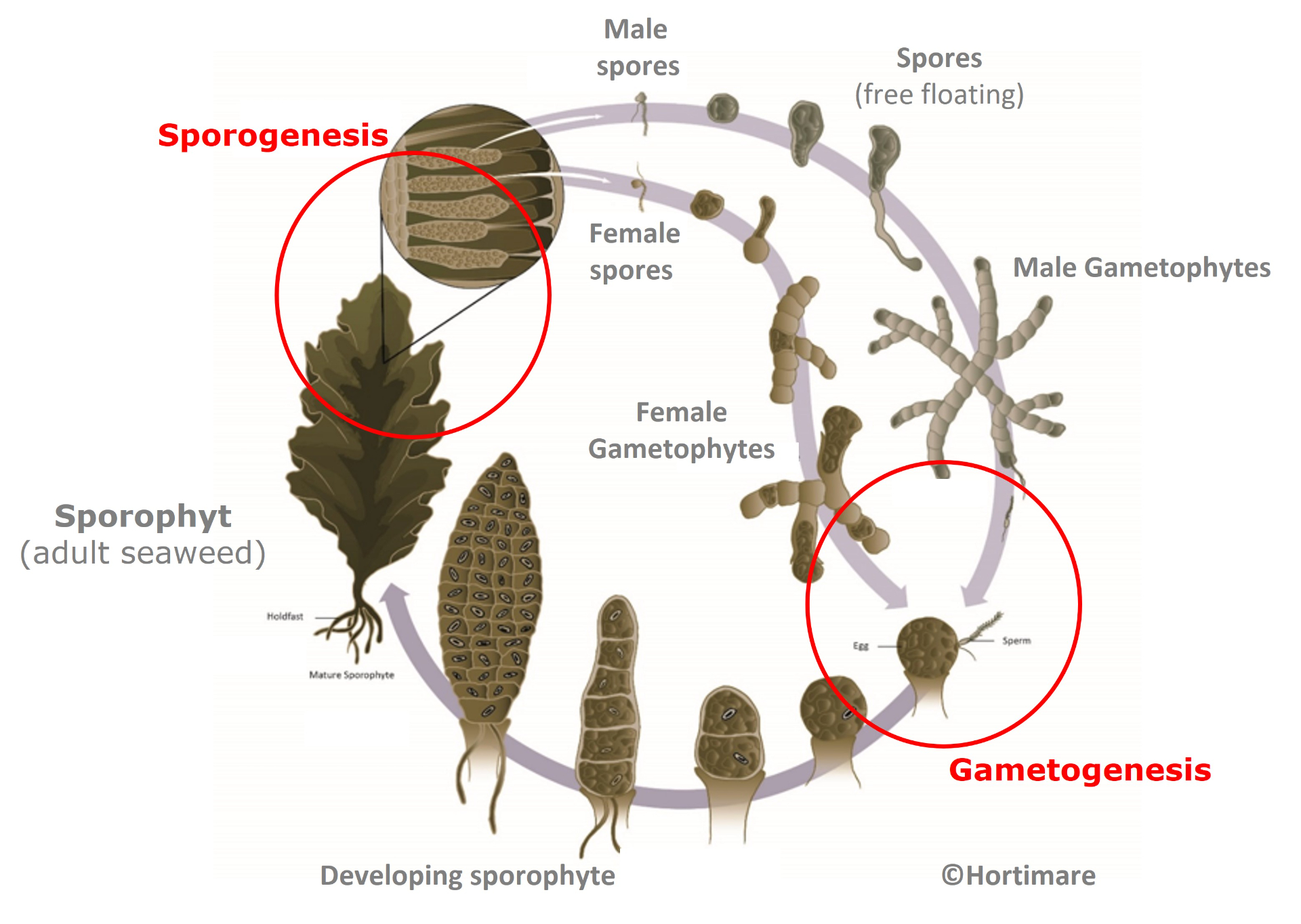 Seaweed Life Cycle NIOZ