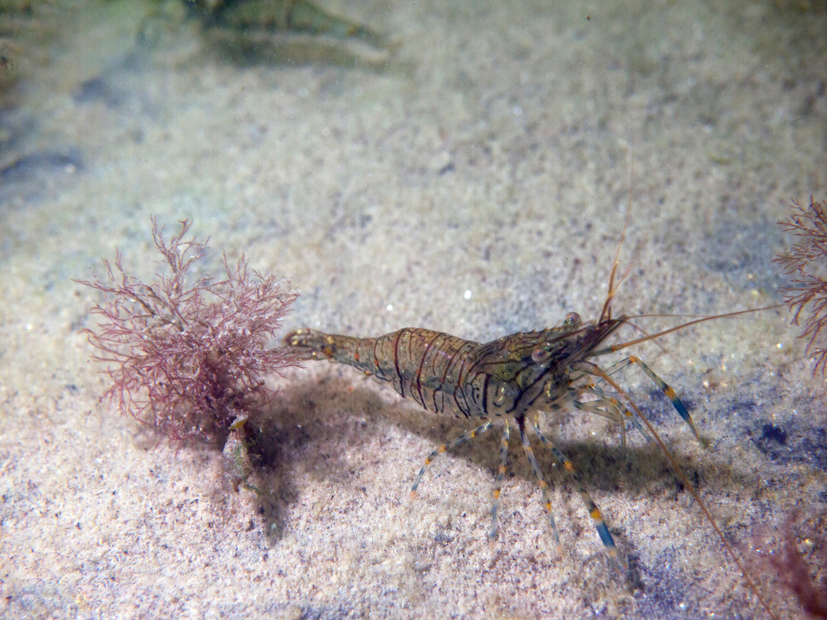 Shrimp fishing may be harmful to protected nature after all | NIOZ ...